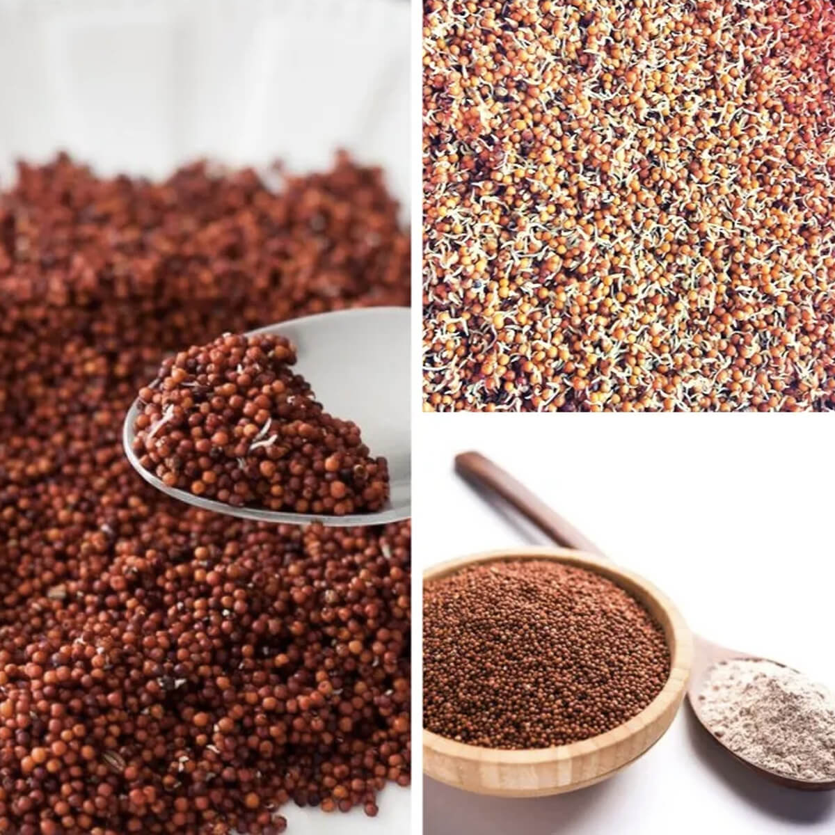 Buy Sprouted Ragi Atta Or Sprouted Finger Millet Flour | Nutty Yogi